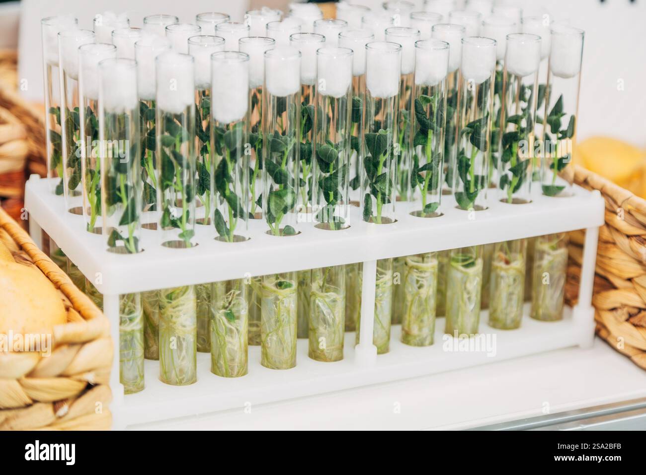 in vitro collection of transgenic potato plant and original varieties ...