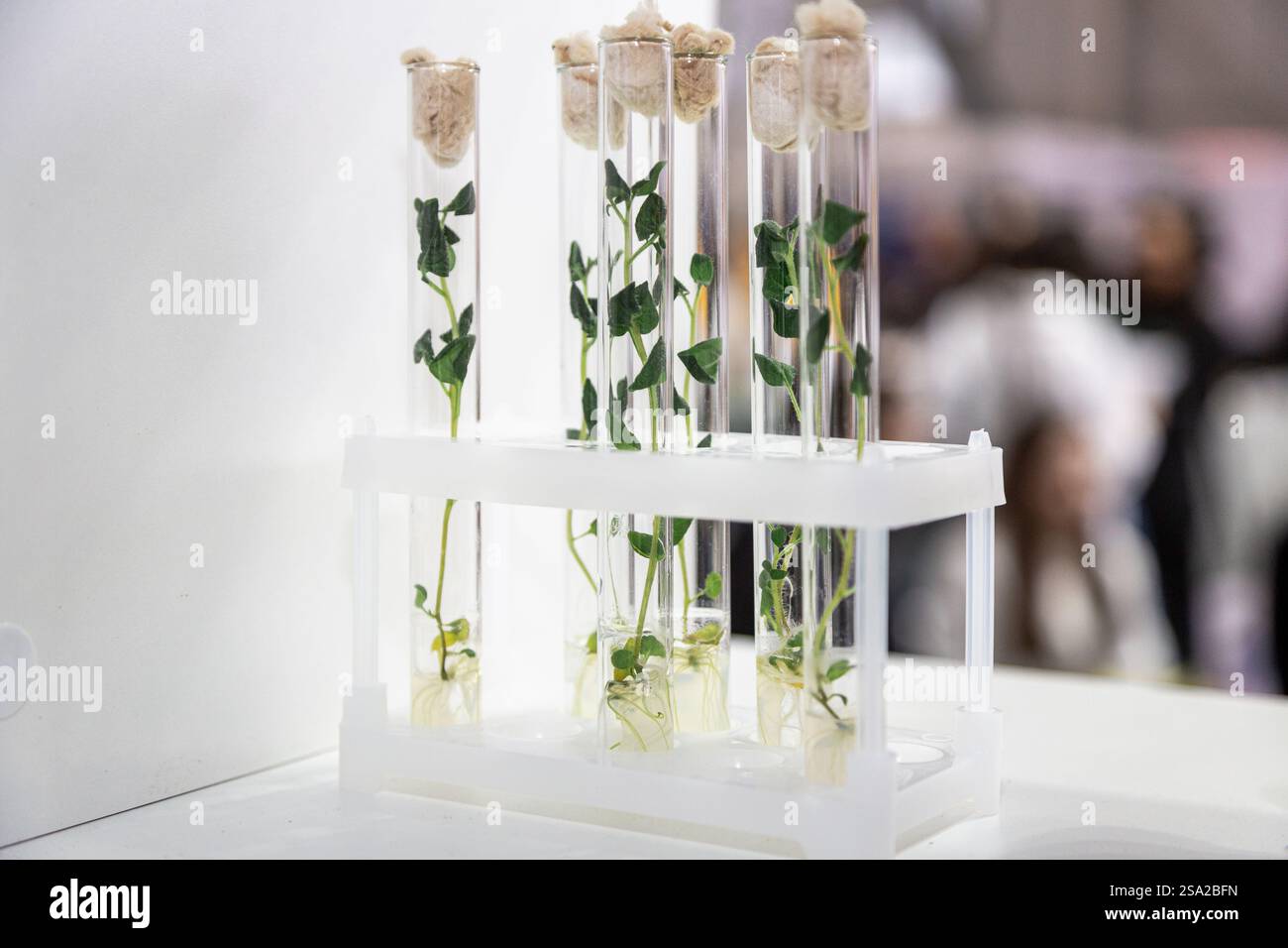 in vitro collection of transgenic potato plant and original varieties ...