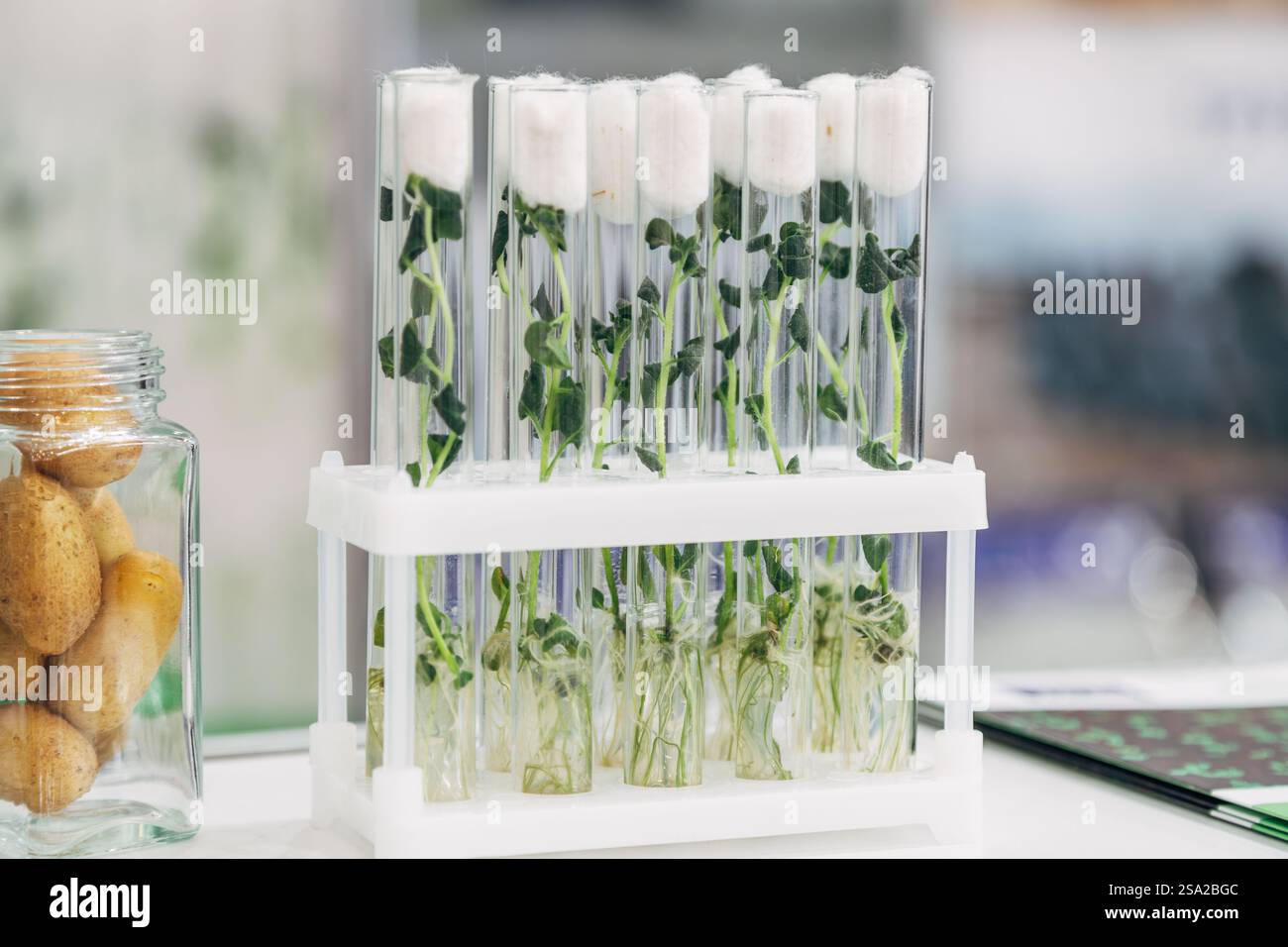 in vitro collection of transgenic potato plant and original varieties ...