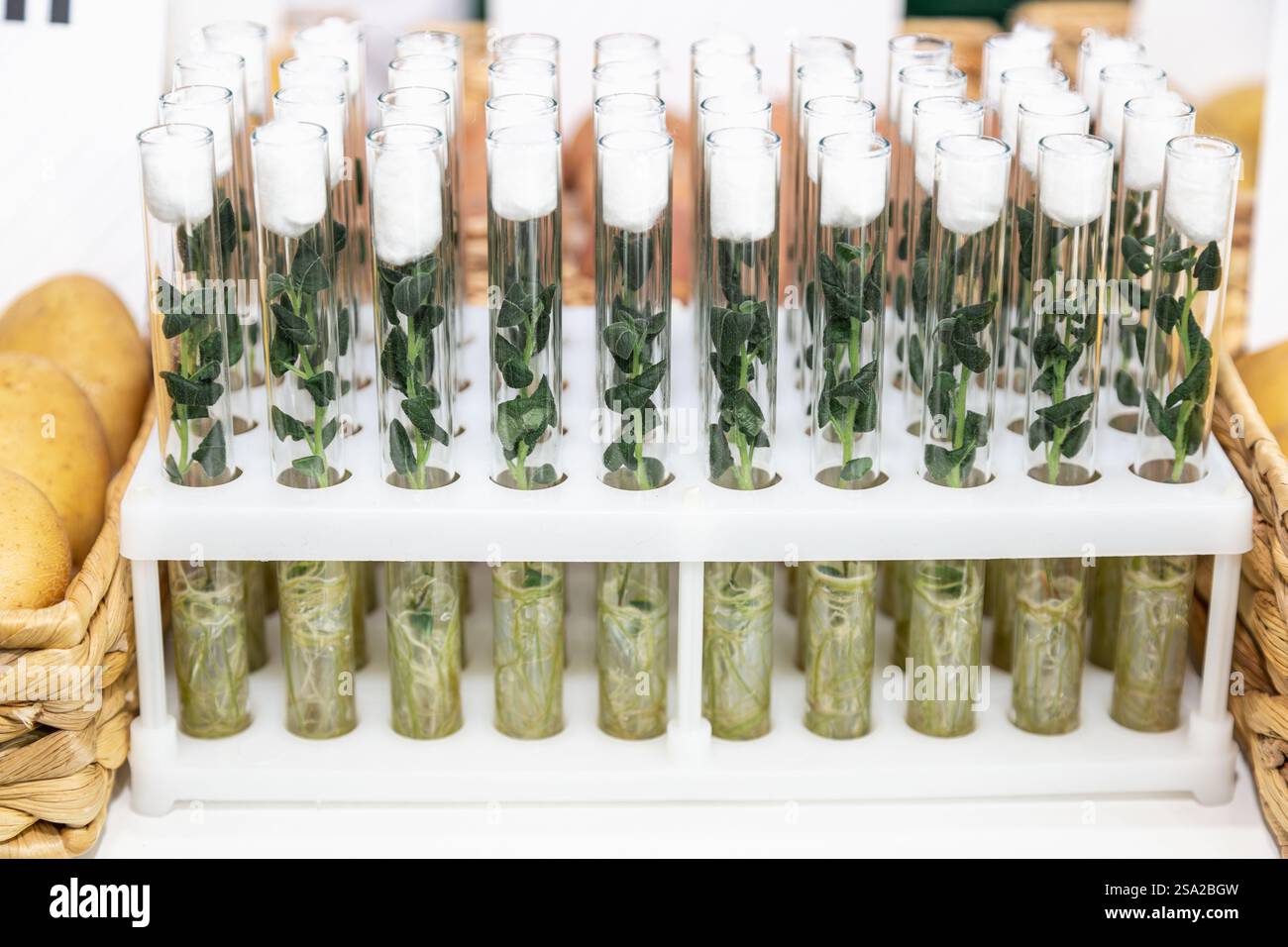 in vitro collection of transgenic potato plant and original varieties ...