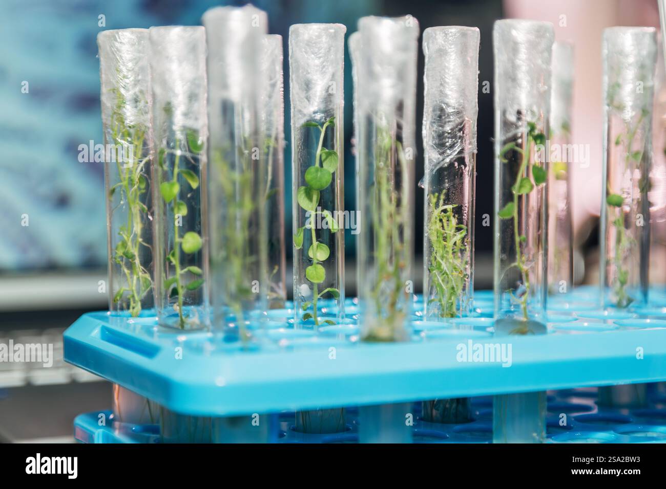 in vitro collection of transgenic potato plant and original varieties ...