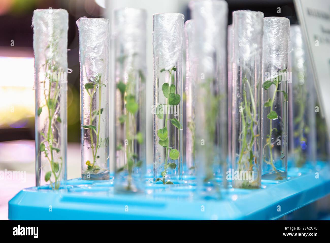 in vitro collection of transgenic potato plant and original varieties ...