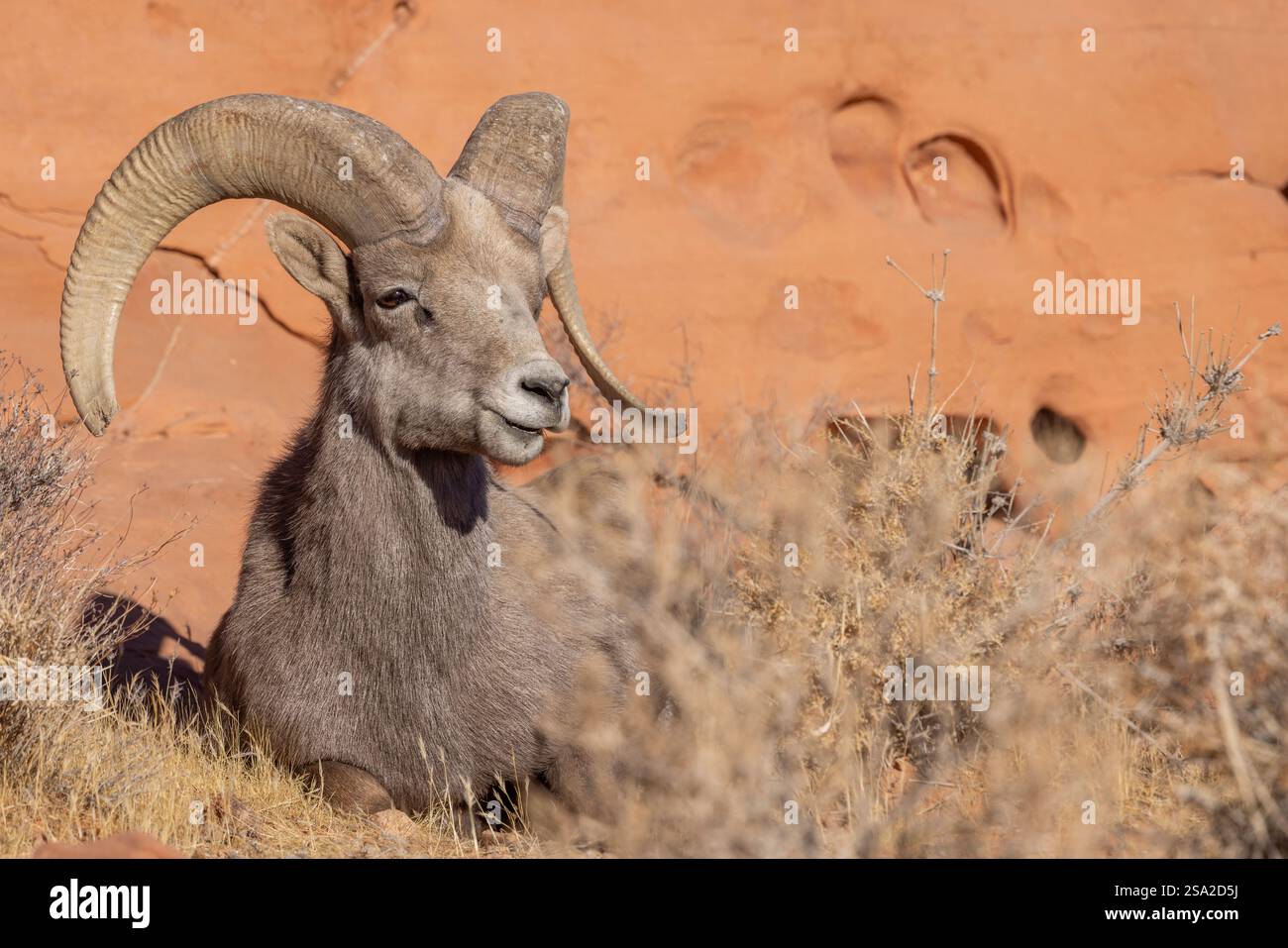 Desert Bighorn Sheep Ram in the Valley of Fire State Park Nevada in ...