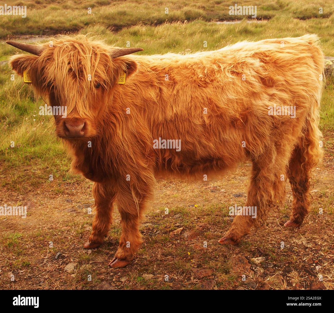 An inquistive, young, golden coloured, Highland cow showing its shaggy ...