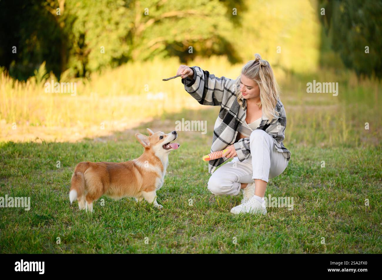 Welsh corgi dog playing stick hi-res stock photography and images - Alamy