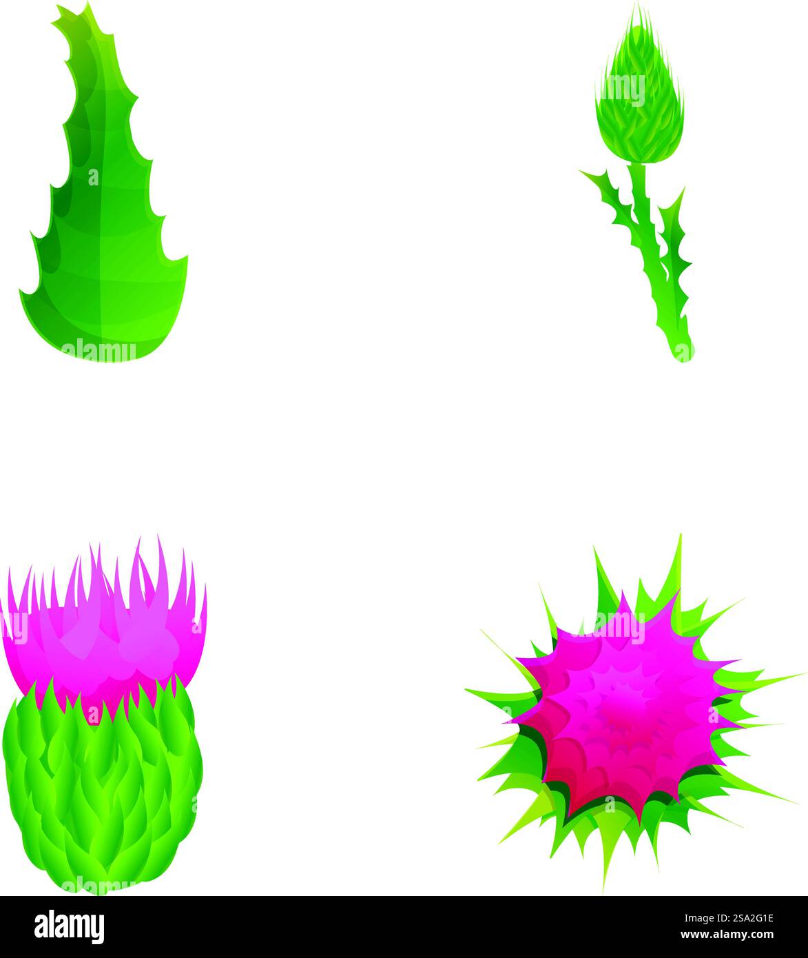 Thistle plant icons set cartoon vector. Purple flowering thistle with ...
