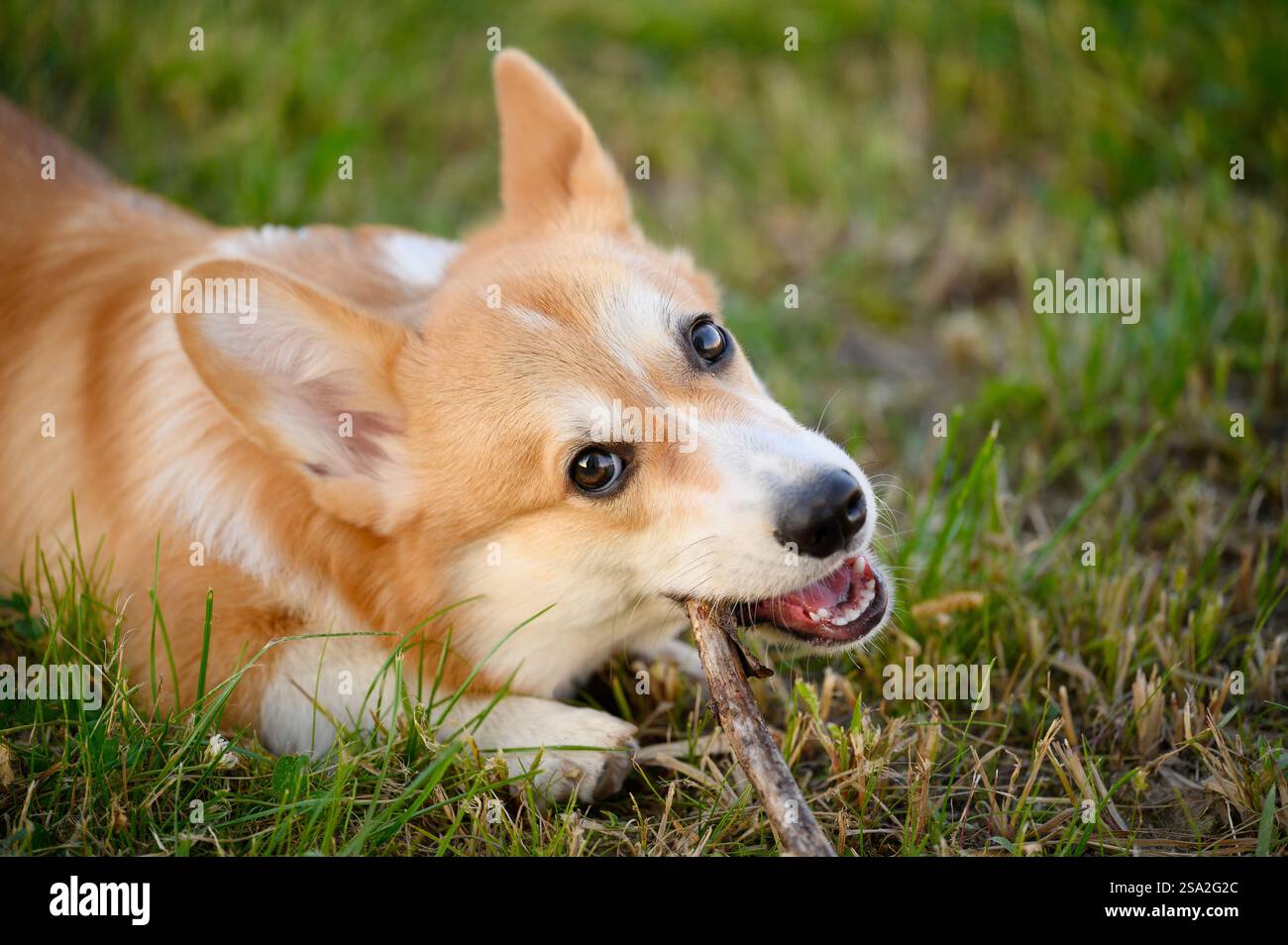 Cute Welsh Corgi lies on the grass and chews a stick on the street ...