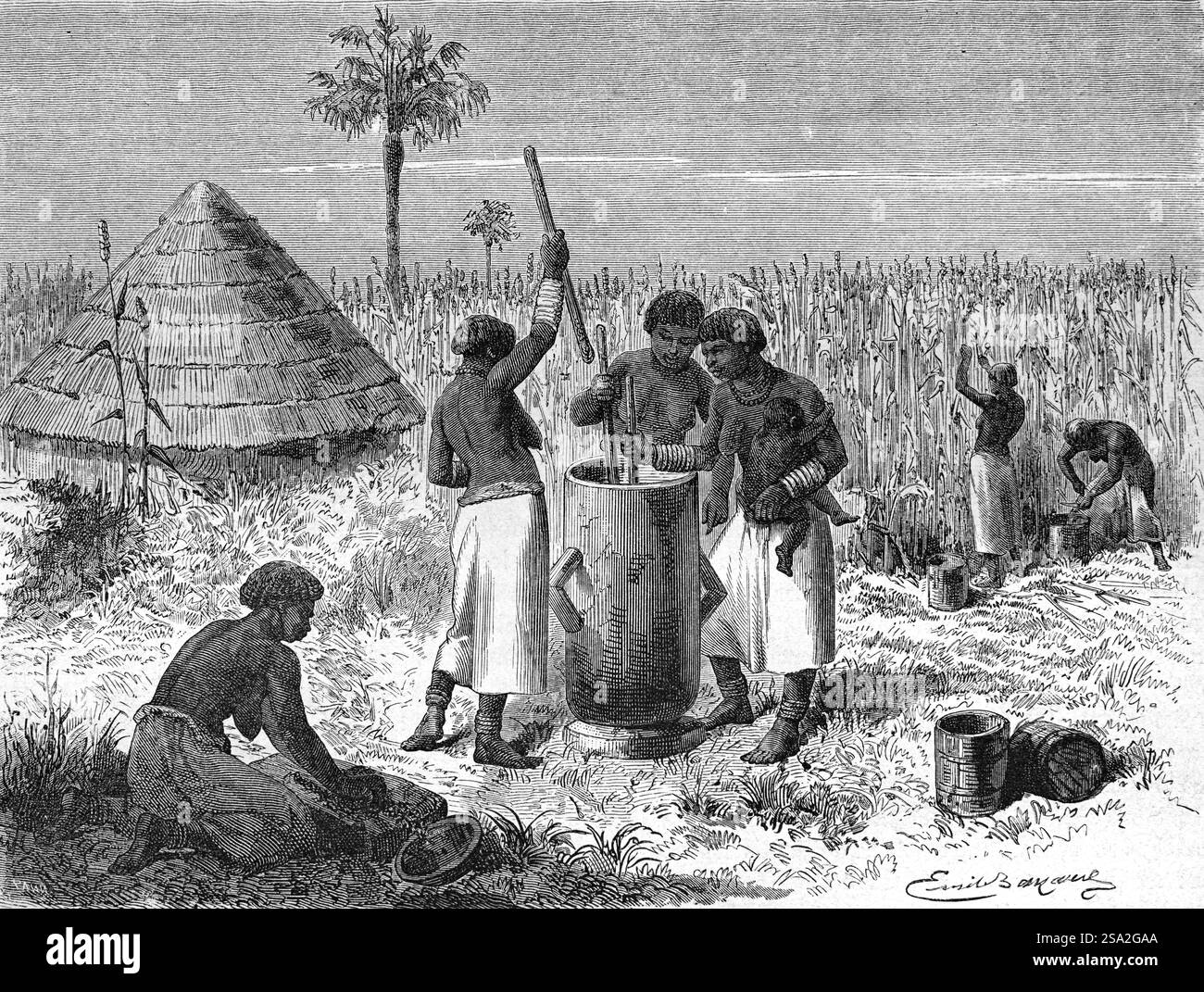 African Villages Harvesting and Pounding Sorghum, Sorghum bicolor, aka ...
