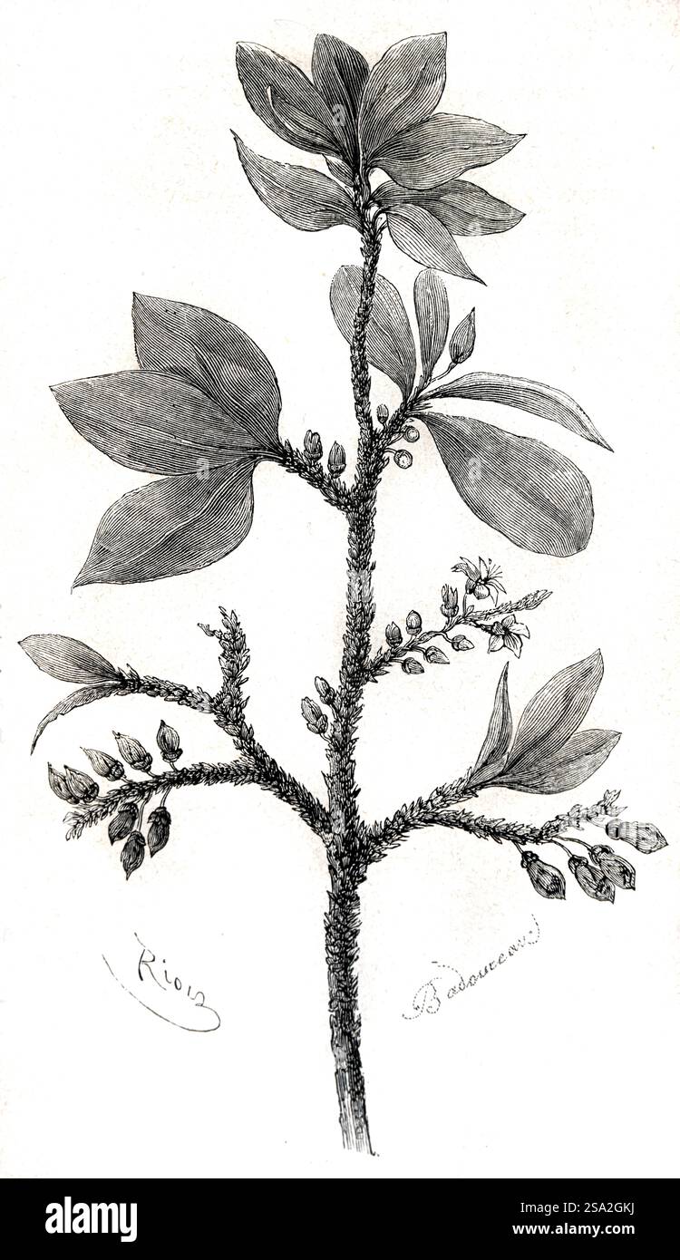 Botanical Deawing or Illustration of Coca Plant, Erythroxylum coca ...