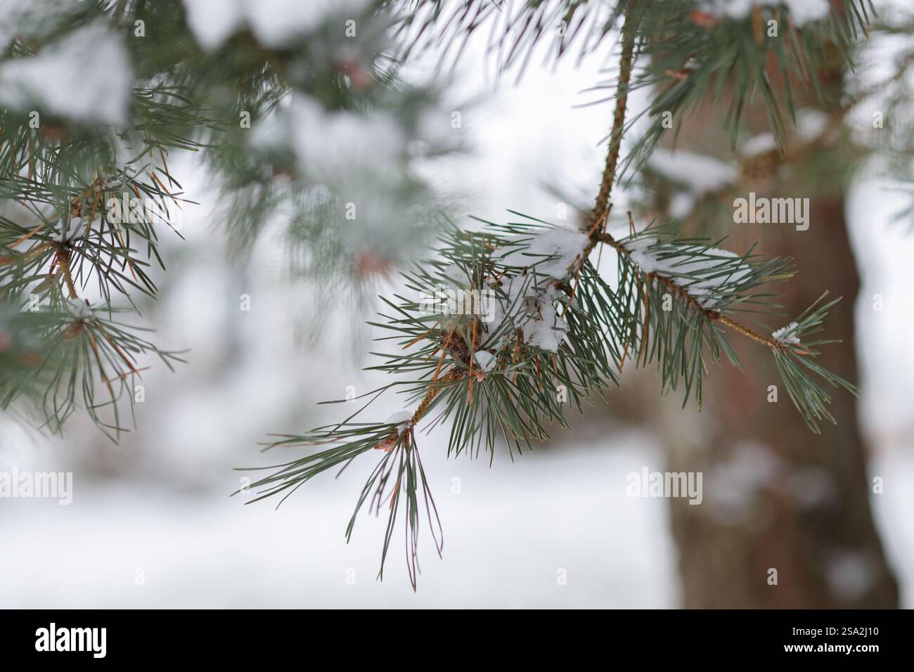 Snow-covered pine branch close-up. Nature aesthetics concept Stock ...
