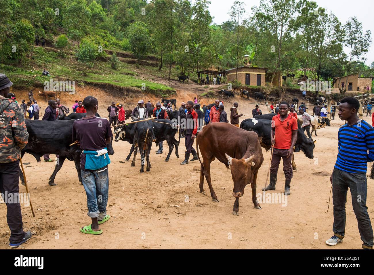 Rwanda. Surrounding of Cyangugu. Cows Market Stock Photo - Alamy