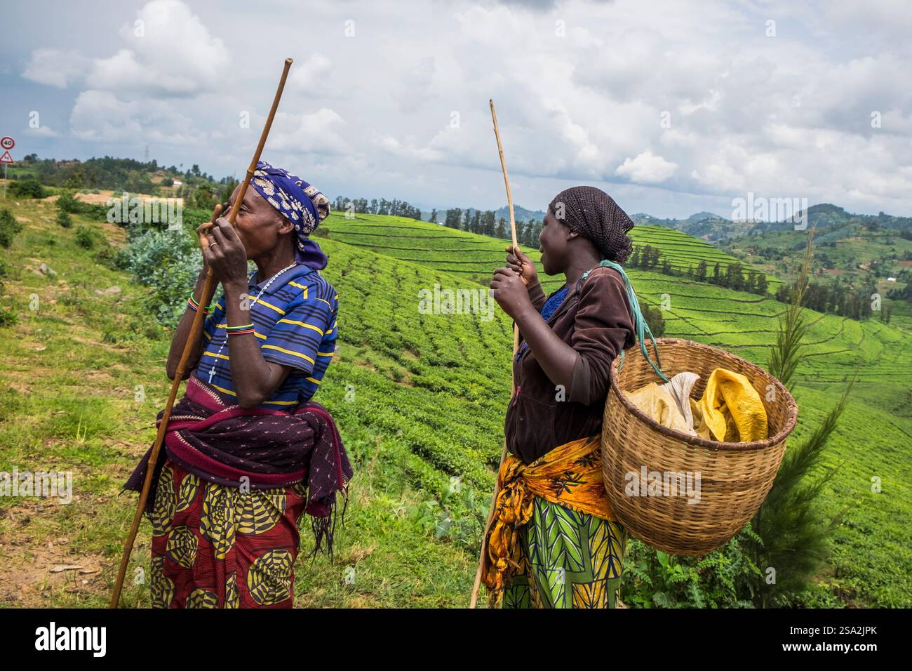 Rwanda. Surrounding of Kibuye. Tea Coultivation. Workers Stock Photo ...