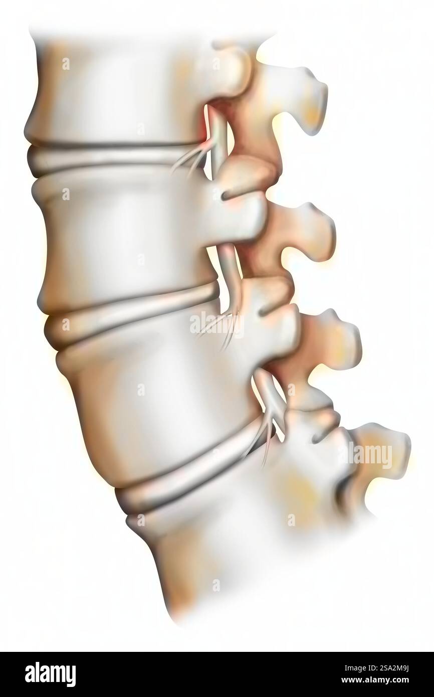 Healthy lumbar vertebrae Stock Photo - Alamy