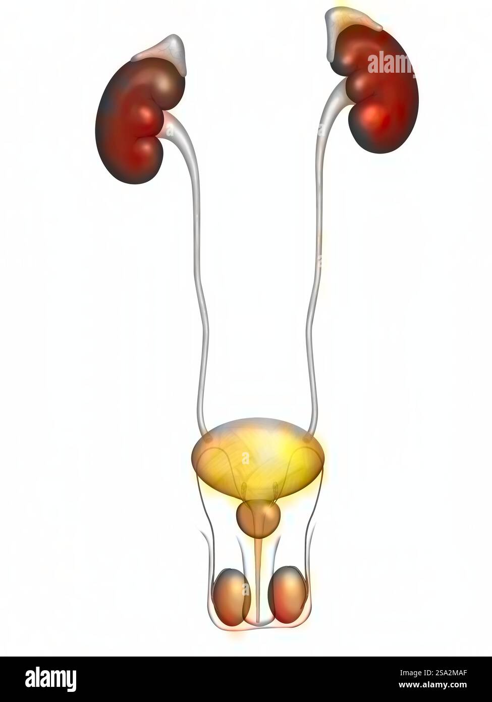 Male urogenital system Stock Photo - Alamy