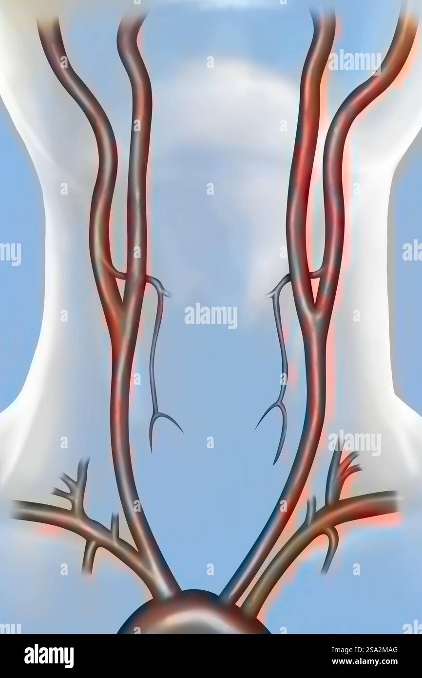 Arterial vascularization of the neck. The arteries of the neck are ...