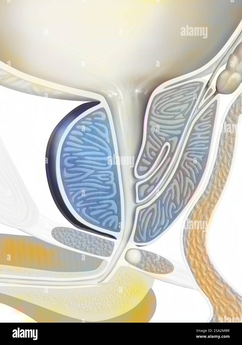 Anatomy of the prostate. Located at the neck of the bladder, the prostate surrounds the urethra ...