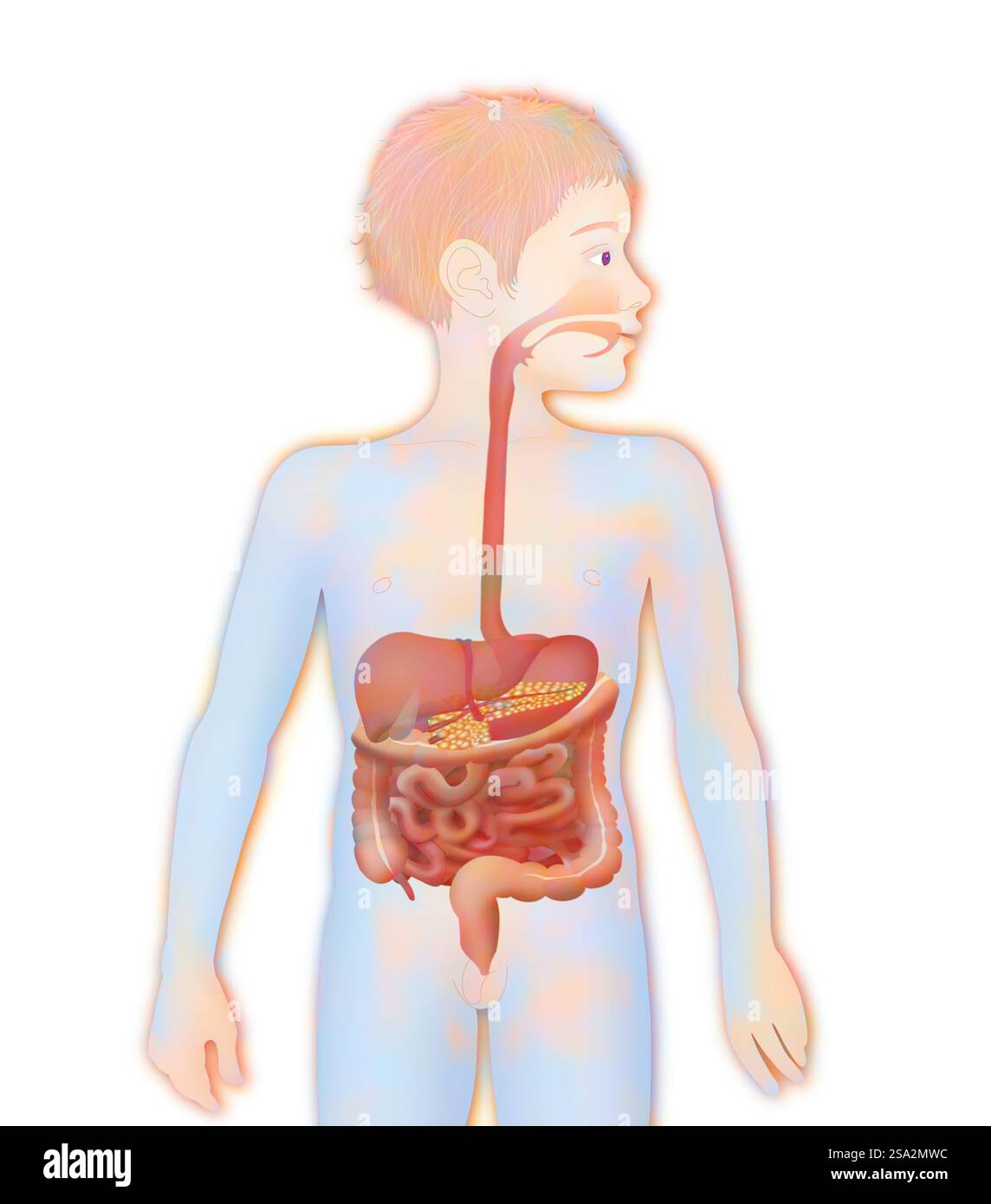 Digestive system, illustration Stock Photo - Alamy