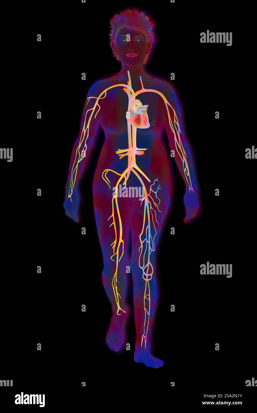 Blood circulation, illustration Stock Photo - Alamy