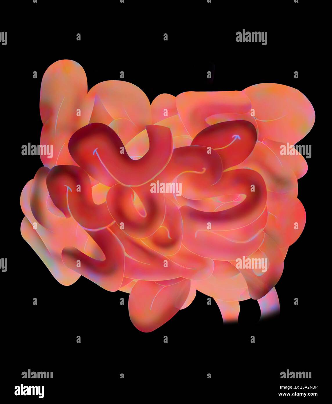 Small intestine, drawing Stock Photo - Alamy