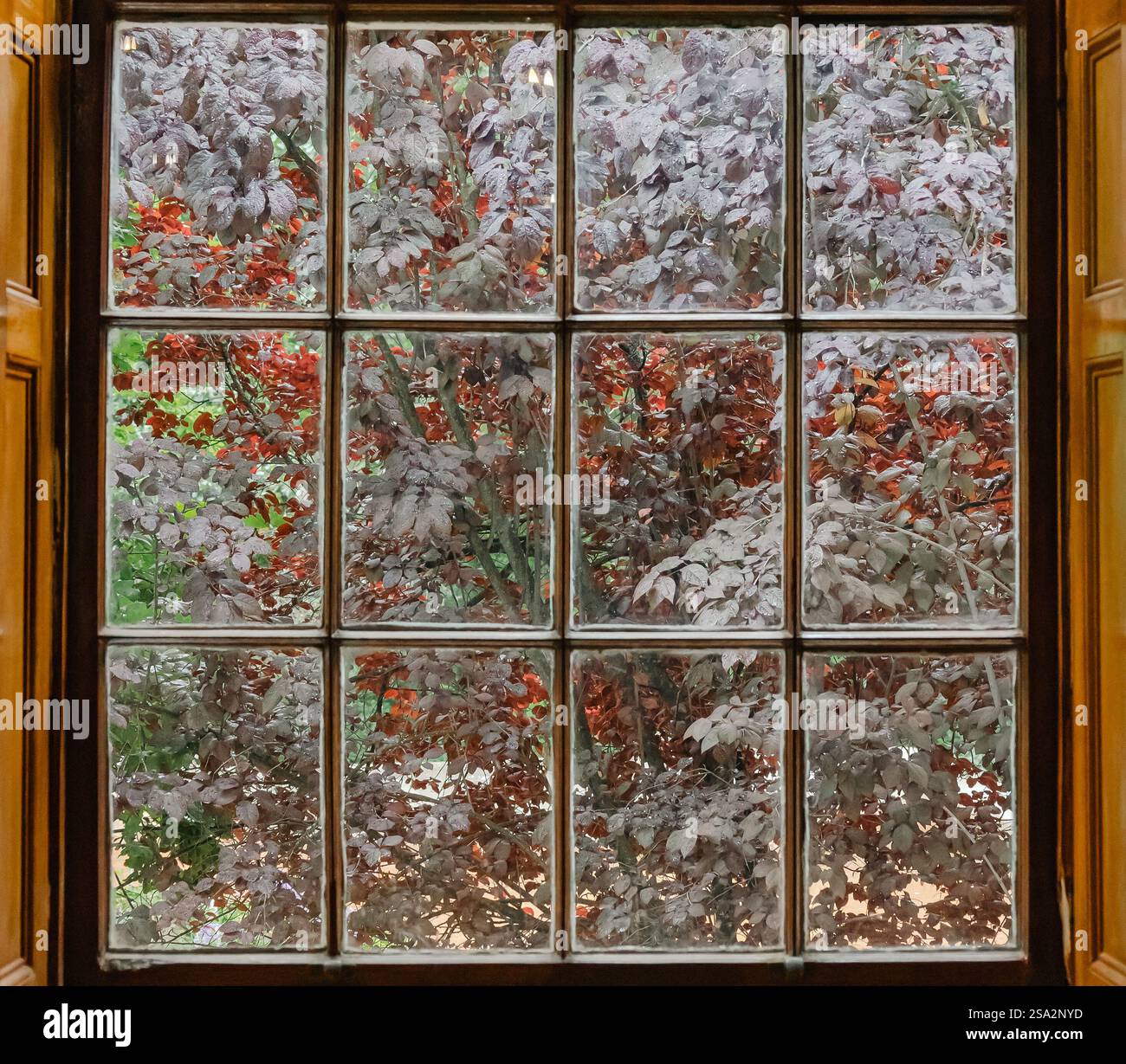 Old 12 section wooden window overlooking garden with autumn leaves in ...