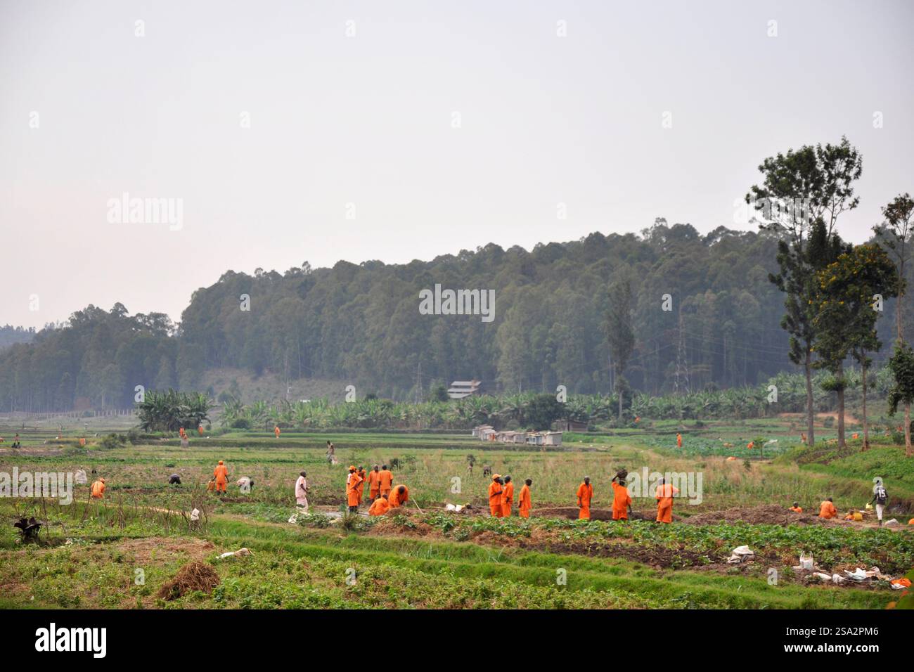 Rwanda. Butare. Prisoners Working In Rice Field Stock Photo - Alamy