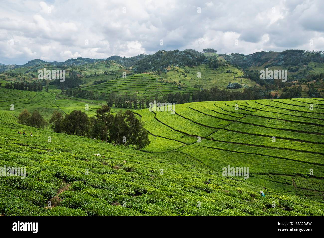Rwanda. Surrounding Of Kibuye. Tea Coultivation. Landscape Stock Photo ...
