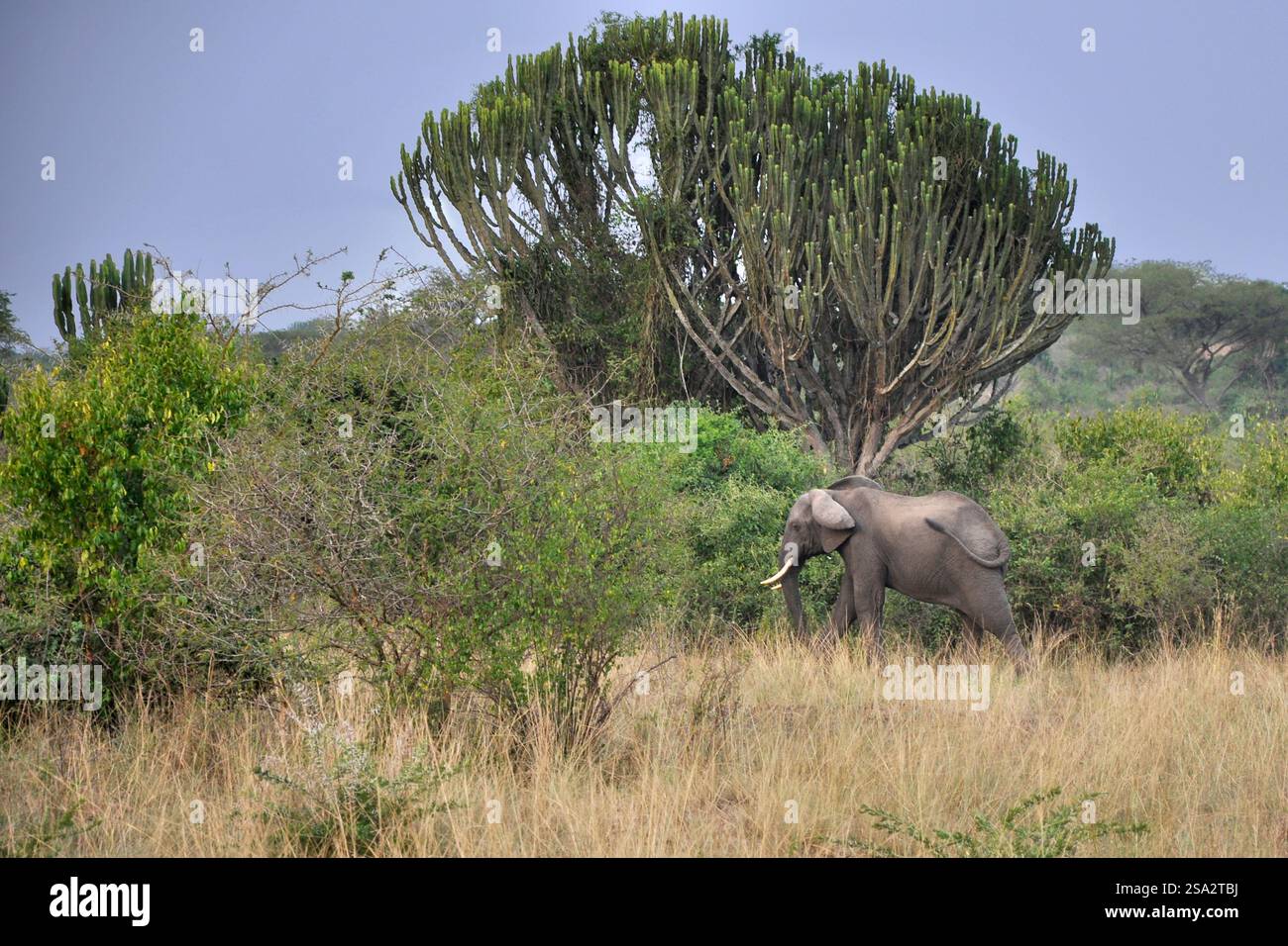 Uganda. Queen Elizabeth National Park. Elephants Stock Photo - Alamy