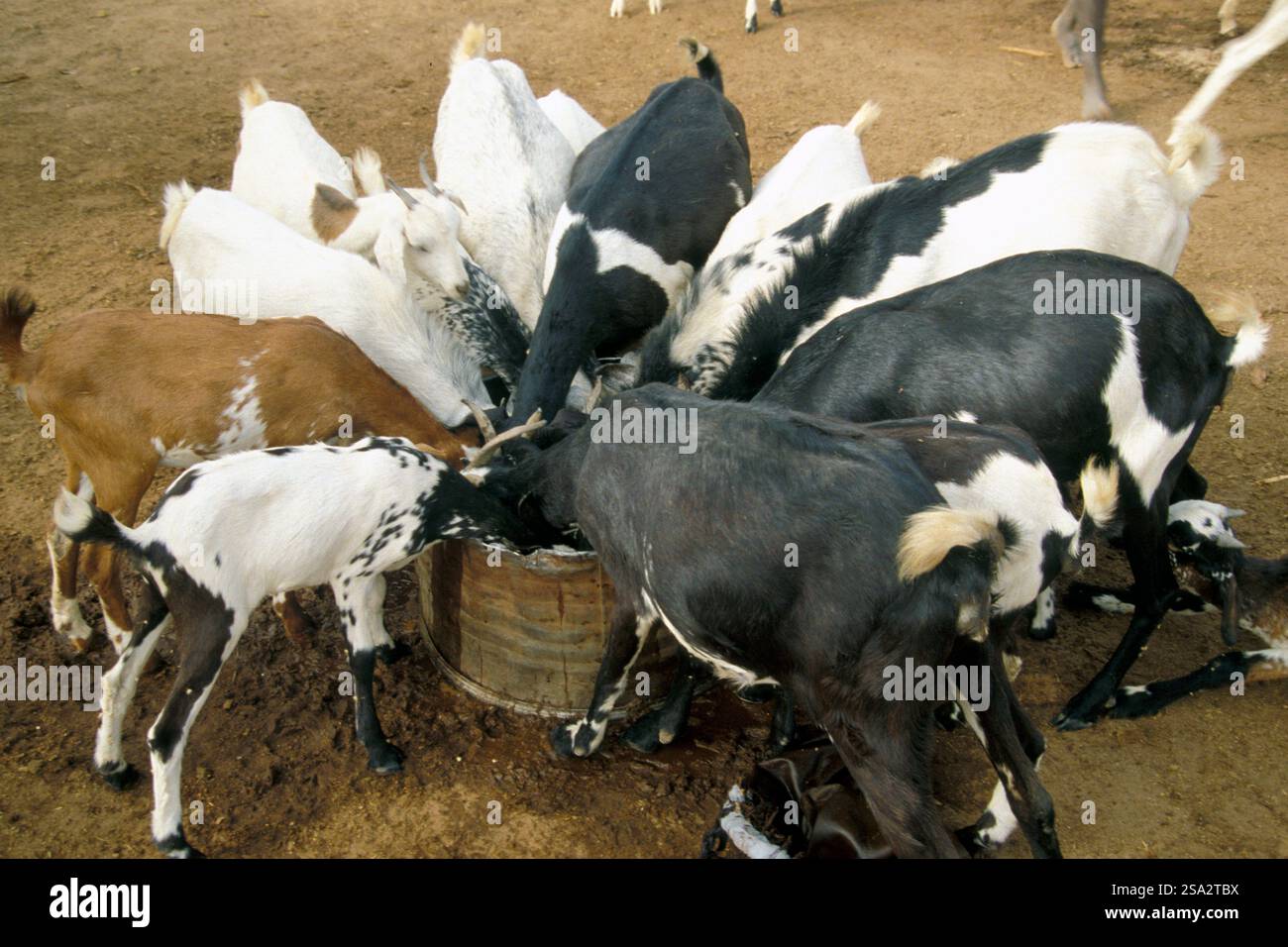 Niger. Agadez. Tuareg Land Stock Photo - Alamy