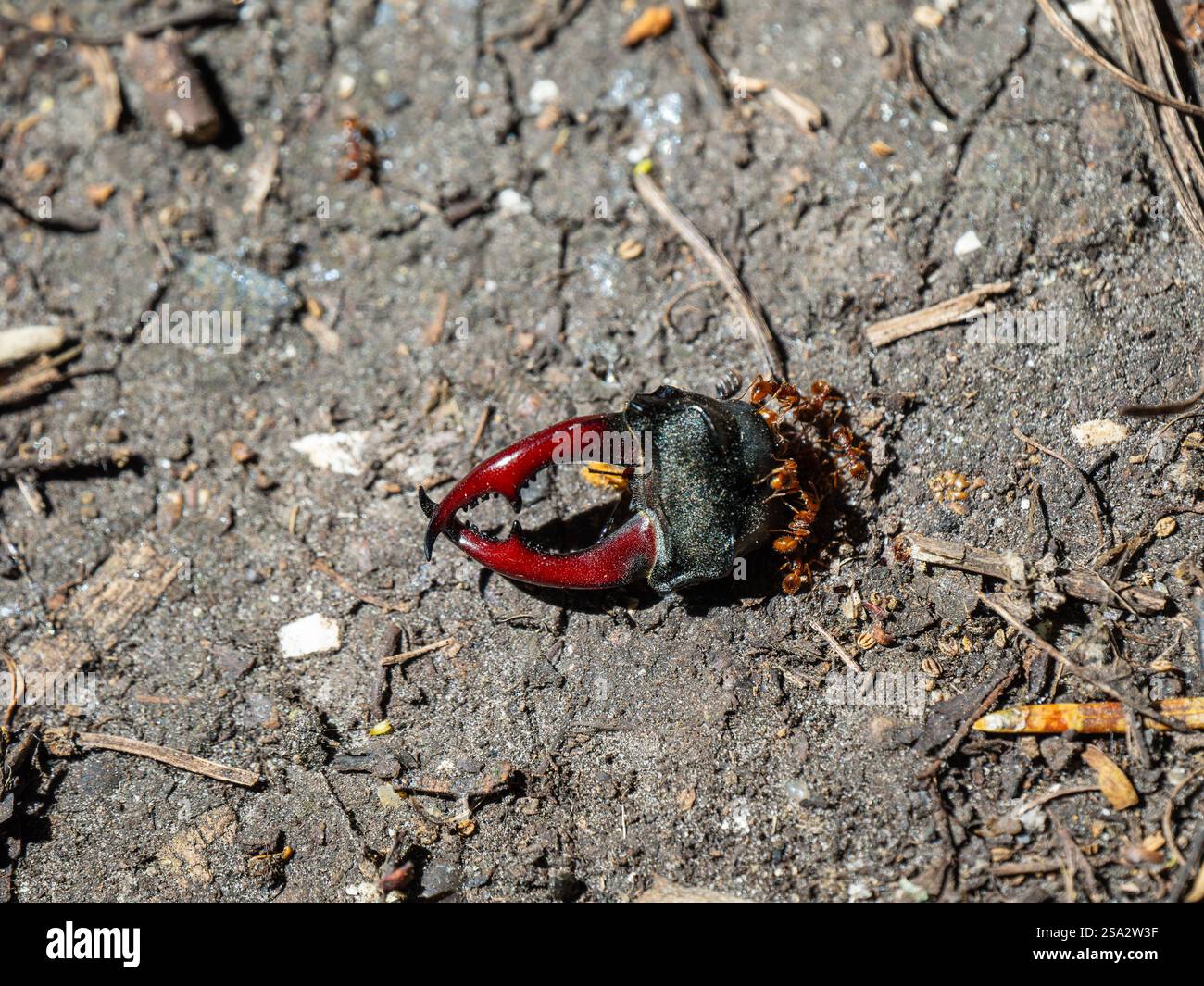 A Deecapitated Stag Beetle Head Pulled along by Yellow Meadow Ants ...