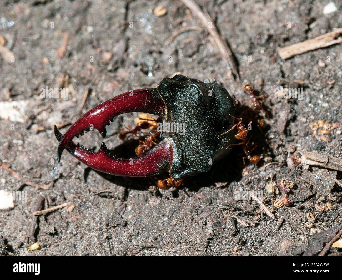 A Deecapitated Stag Beetle Head Pulled along by Yellow Meadow Ants ...
