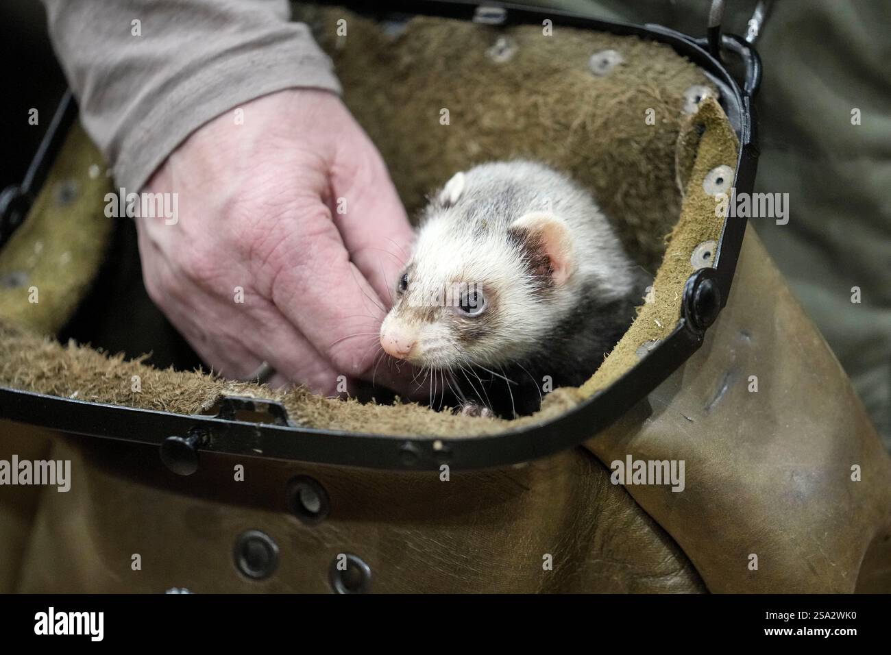 A ferret is seen in a bag of a hunter at the hunting show in Dortmund ...
