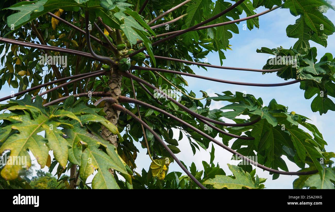 A thriving papaya tree in Iloilo, Philippines, with lush green leaves ...