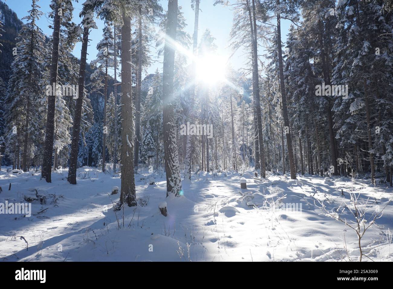 Ice skating in the forest Stock Photo - Alamy