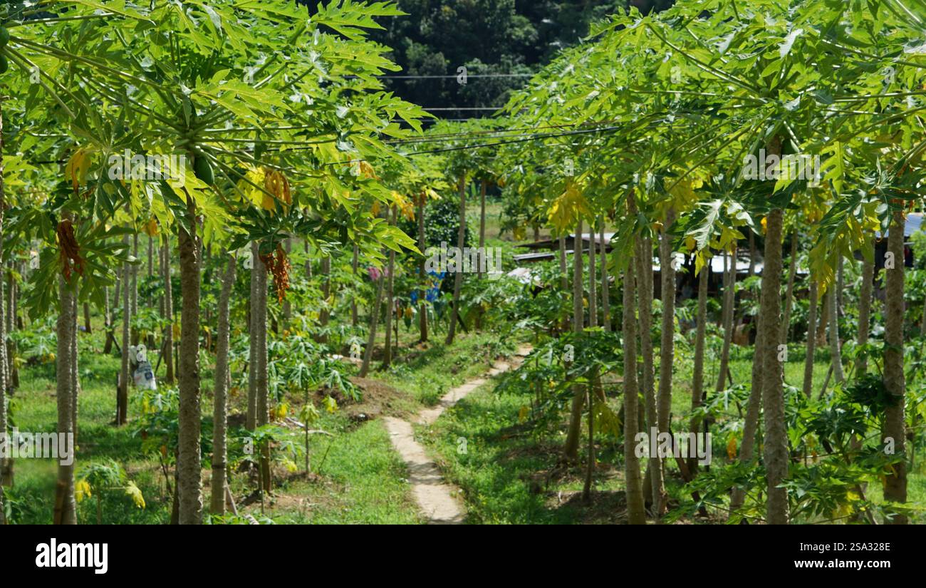 Papaya trees thriving in a lush farm in a village in Iloilo ...