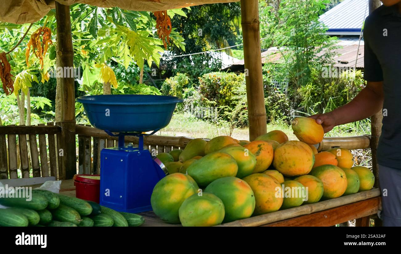 A lush papaya farm in a village in Iloilo, Philippines, with a man ...
