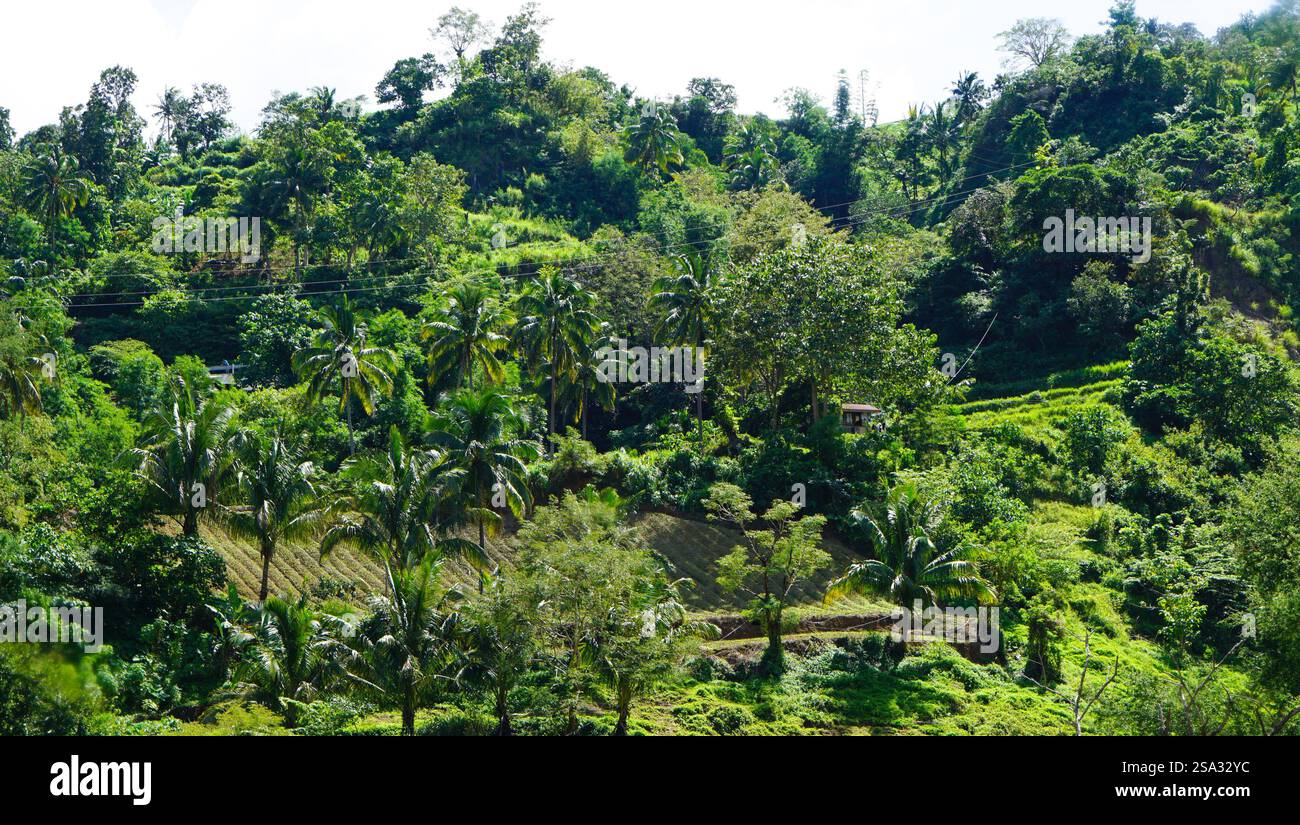 Greenery in Philippines IloIlo Rural Village Mountainous Tropical ...