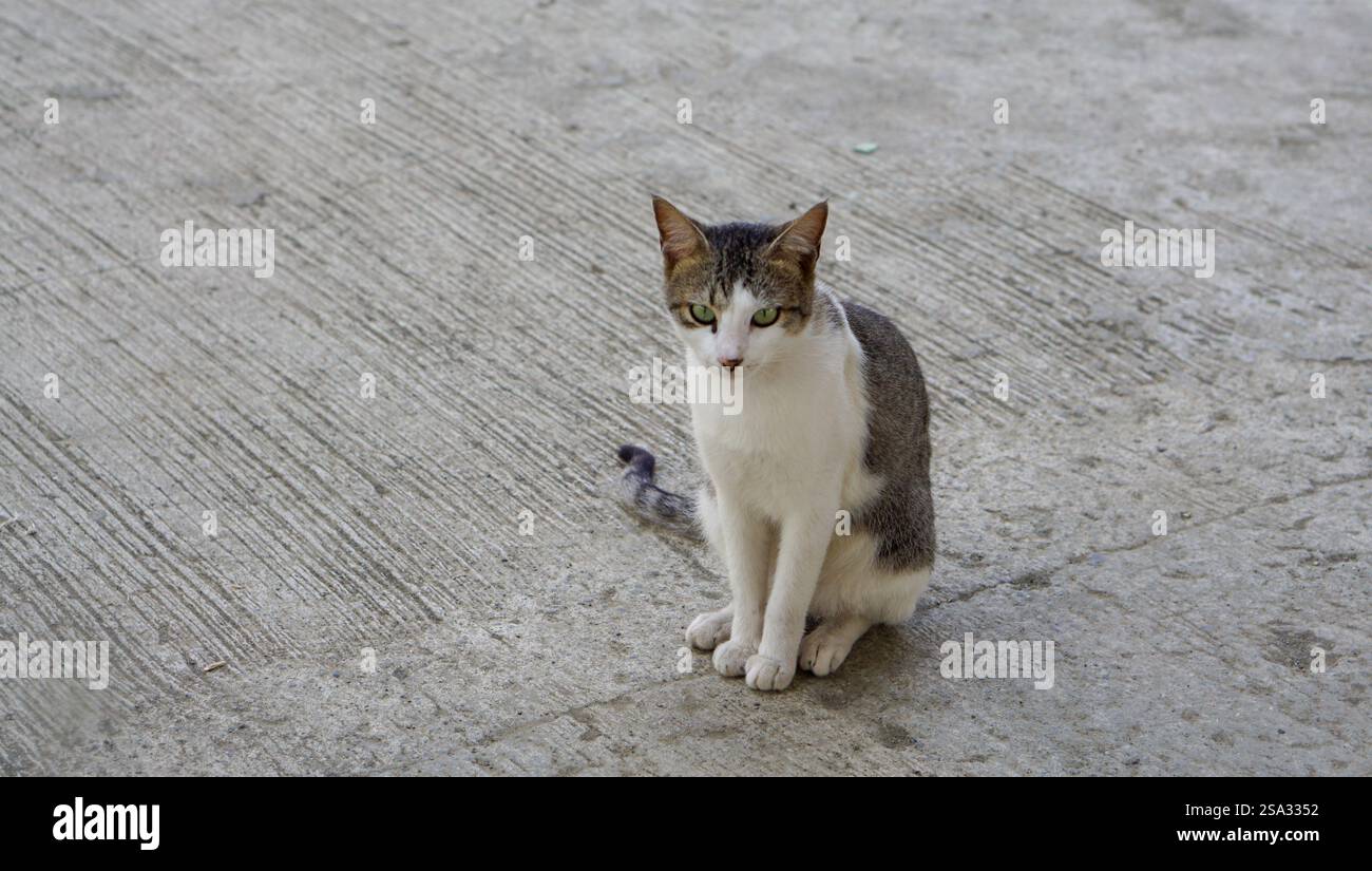 A close-up photo of a cat at a basketball court in a small Iloilo town ...