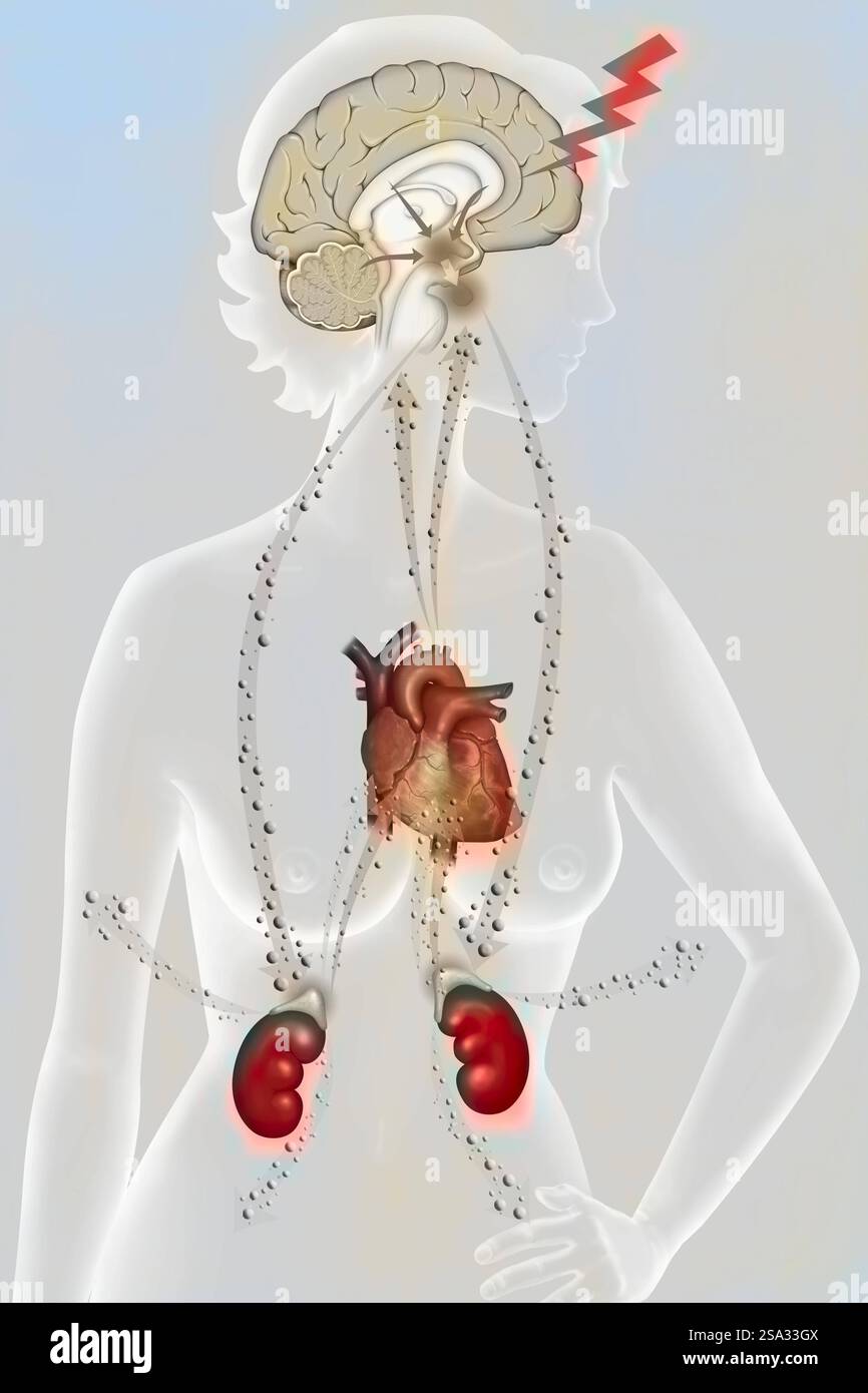 The effects of stress on the body - the resistance phase. During stress ...