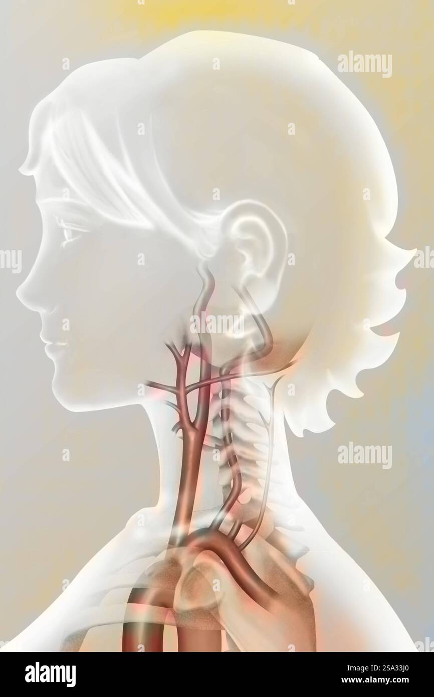 Arterial vascularization of the neck. The arteries of the neck are ...