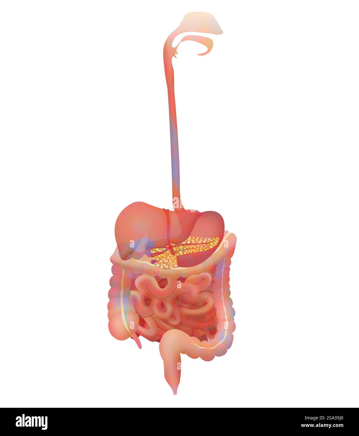 Digestive system Digestive system 016889 058 Stock Photo - Alamy