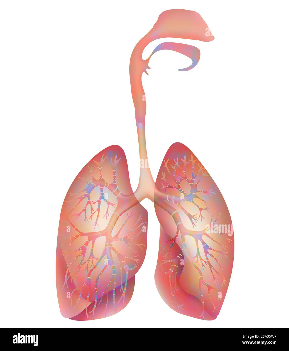 Respiratory tract, anatomy Respiratory tract, anatomy 016889 060 Stock ...