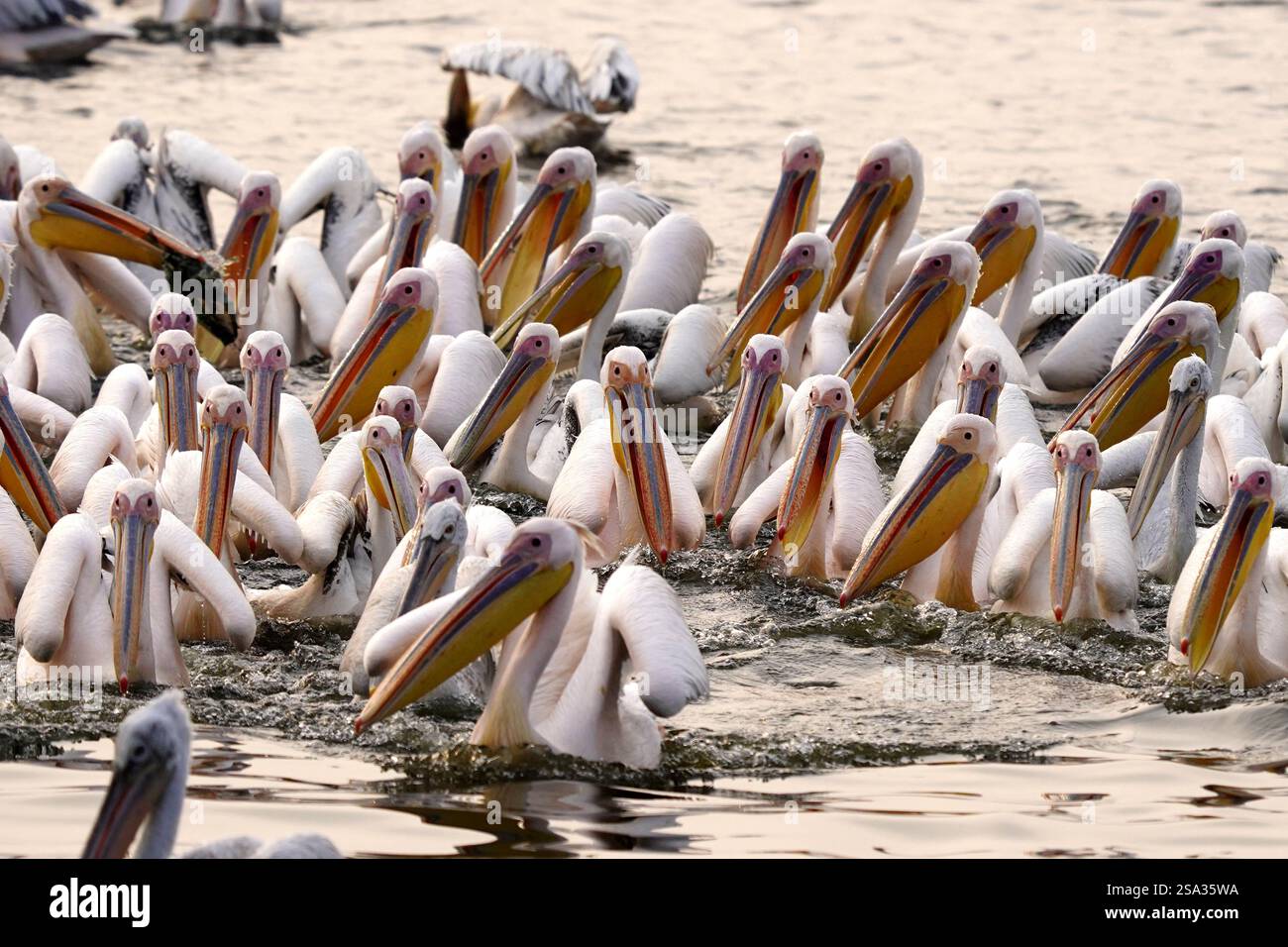Ajmer, India. 28th Jan, 2025. A Large Number of Great White Pelicans ...