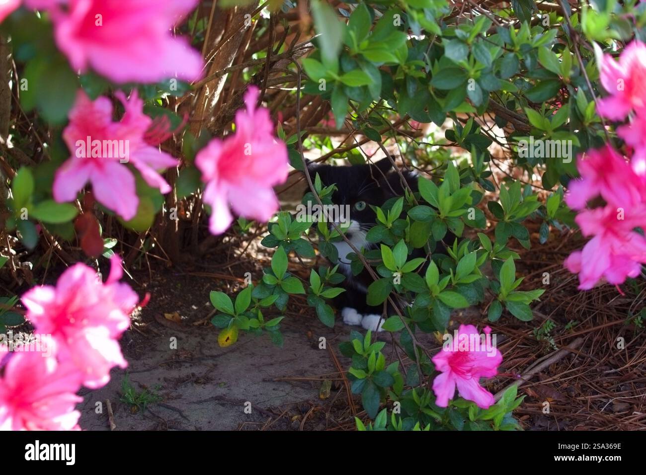 A black and white cat hiding, under a flower bush Stock Photo - Alamy