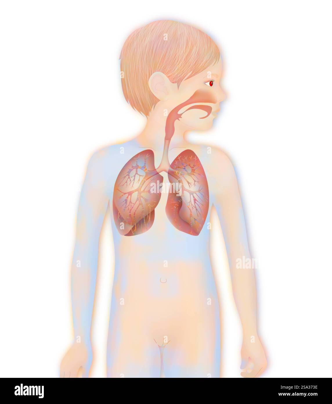 Respiratory tract, drawing Respiratory tract, drawing 016889 094 Stock ...