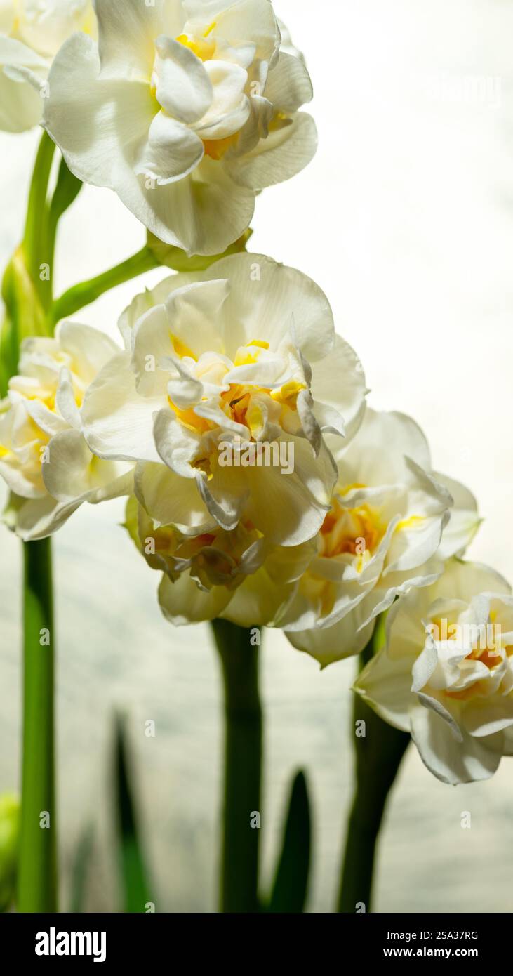 Double daffodil hi-res stock photography and images - Alamy