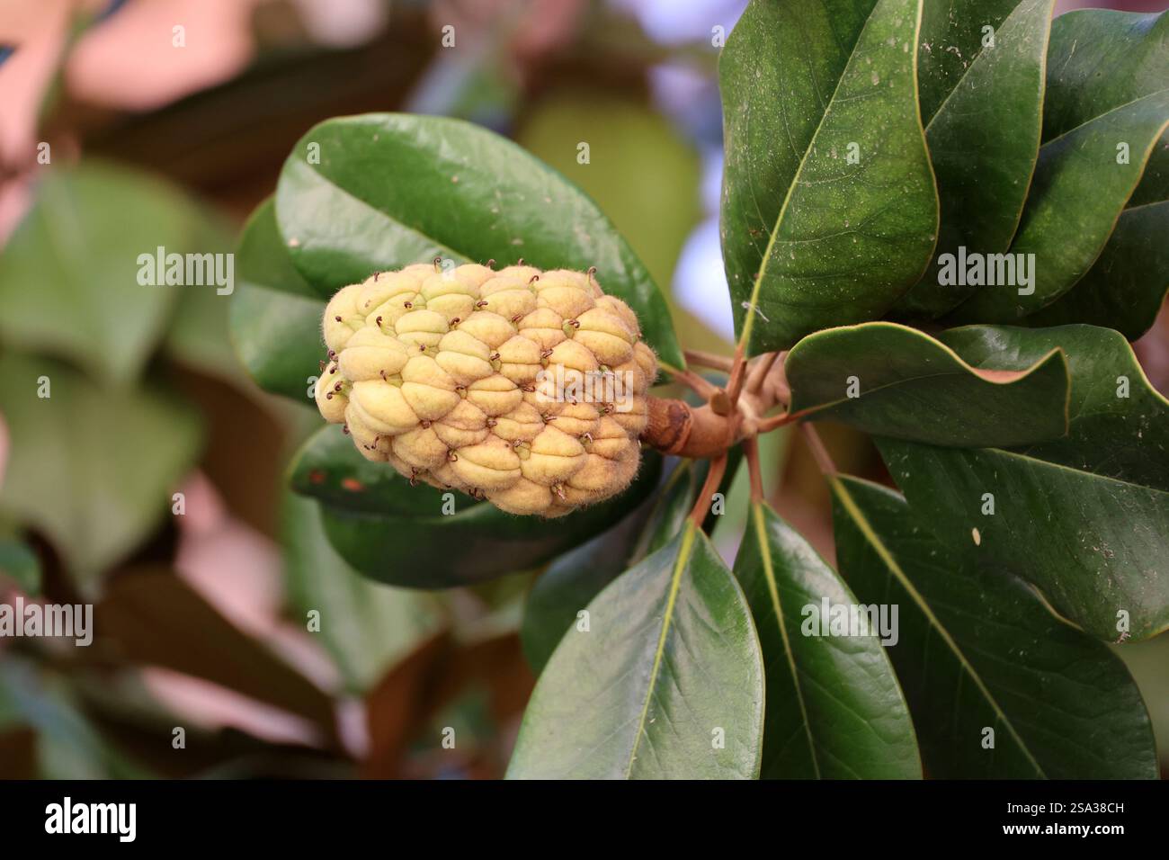 Fruit of the rubber tree-Ficus elastica-fig tree close up Stock Photo ...