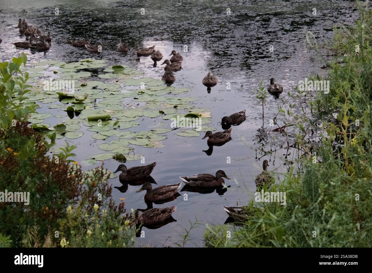 waterfowls in their habitat outside Stock Photo - Alamy