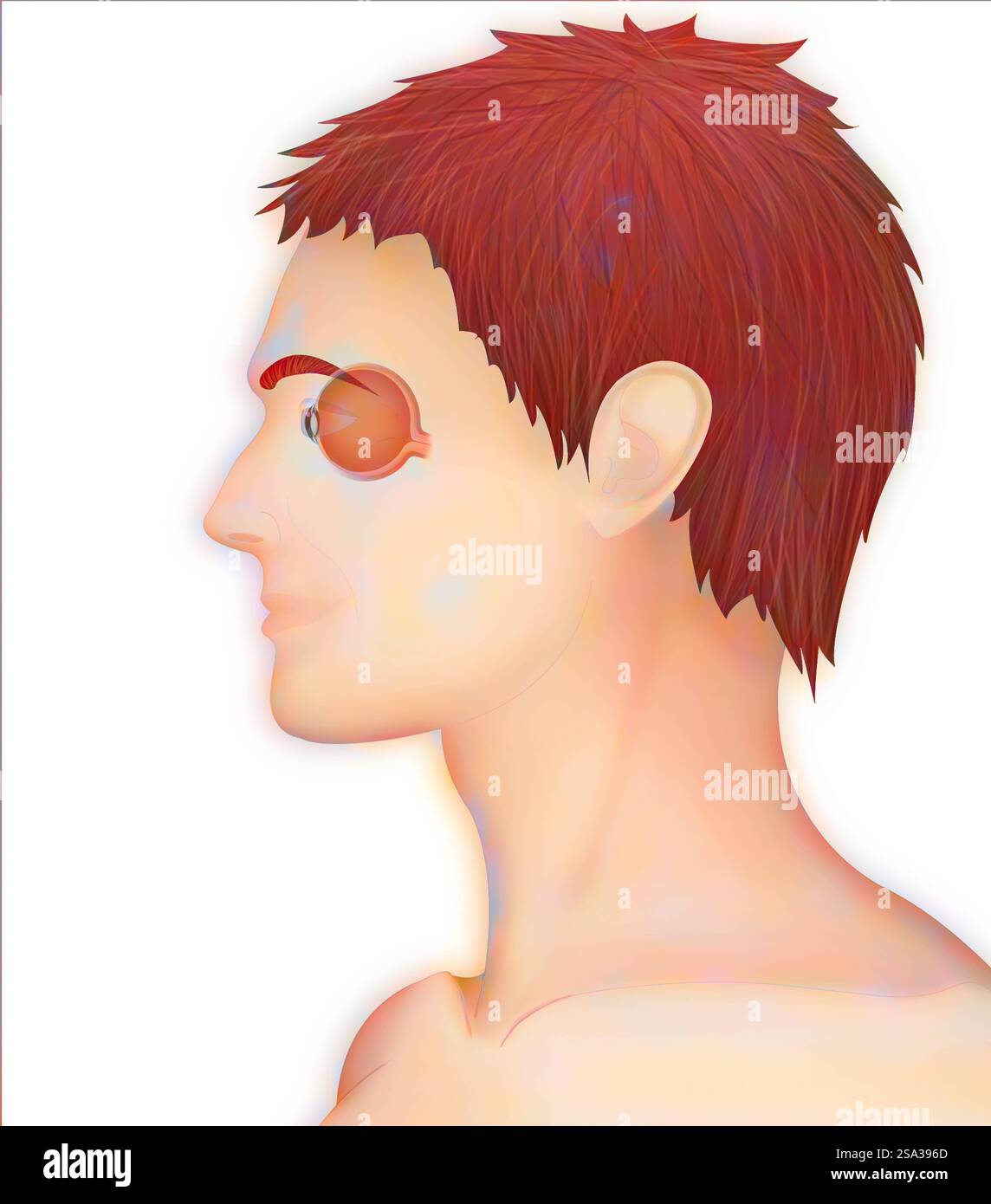 Anatomy, eye Anatomy, eye 016889 175 Stock Photo - Alamy