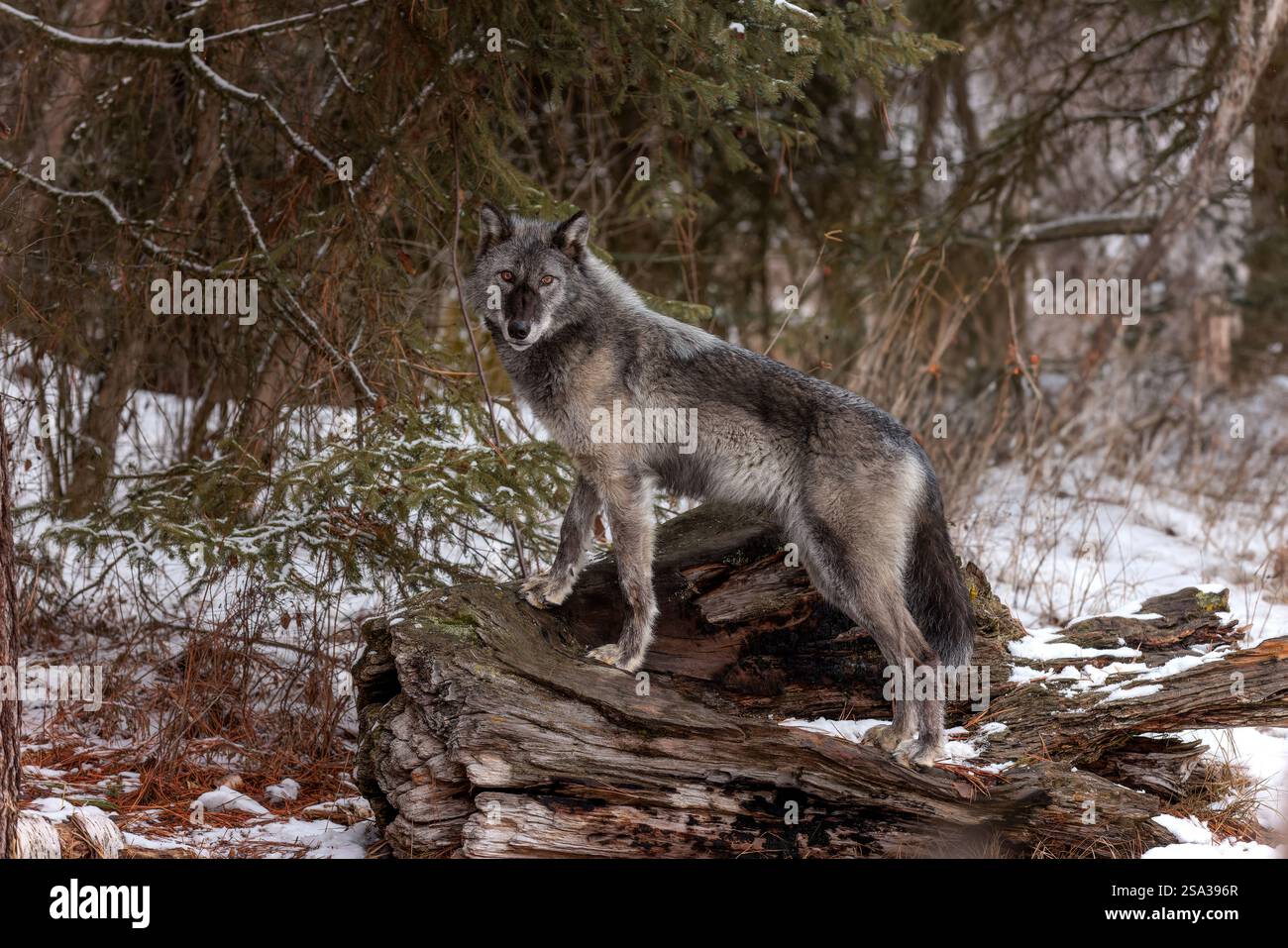 The wolf also known as the gray wolf or grey wolf, is a large canine ...