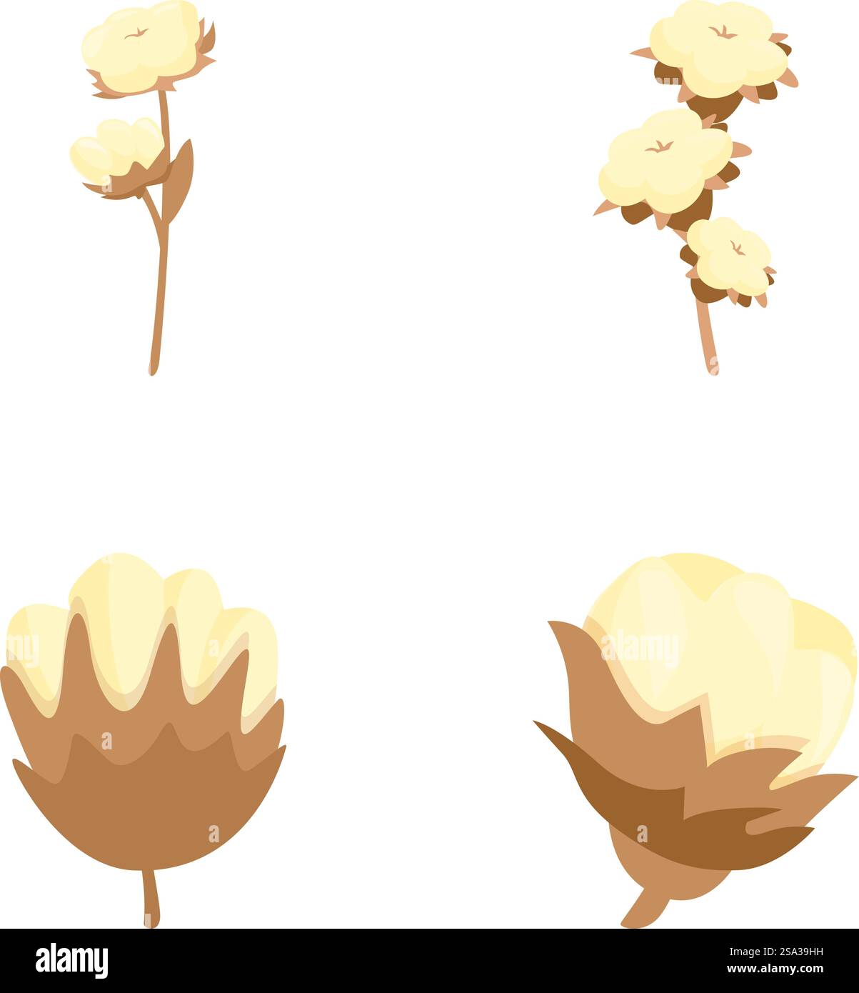 Four stylized illustrations of cotton bolls in different stages ...
